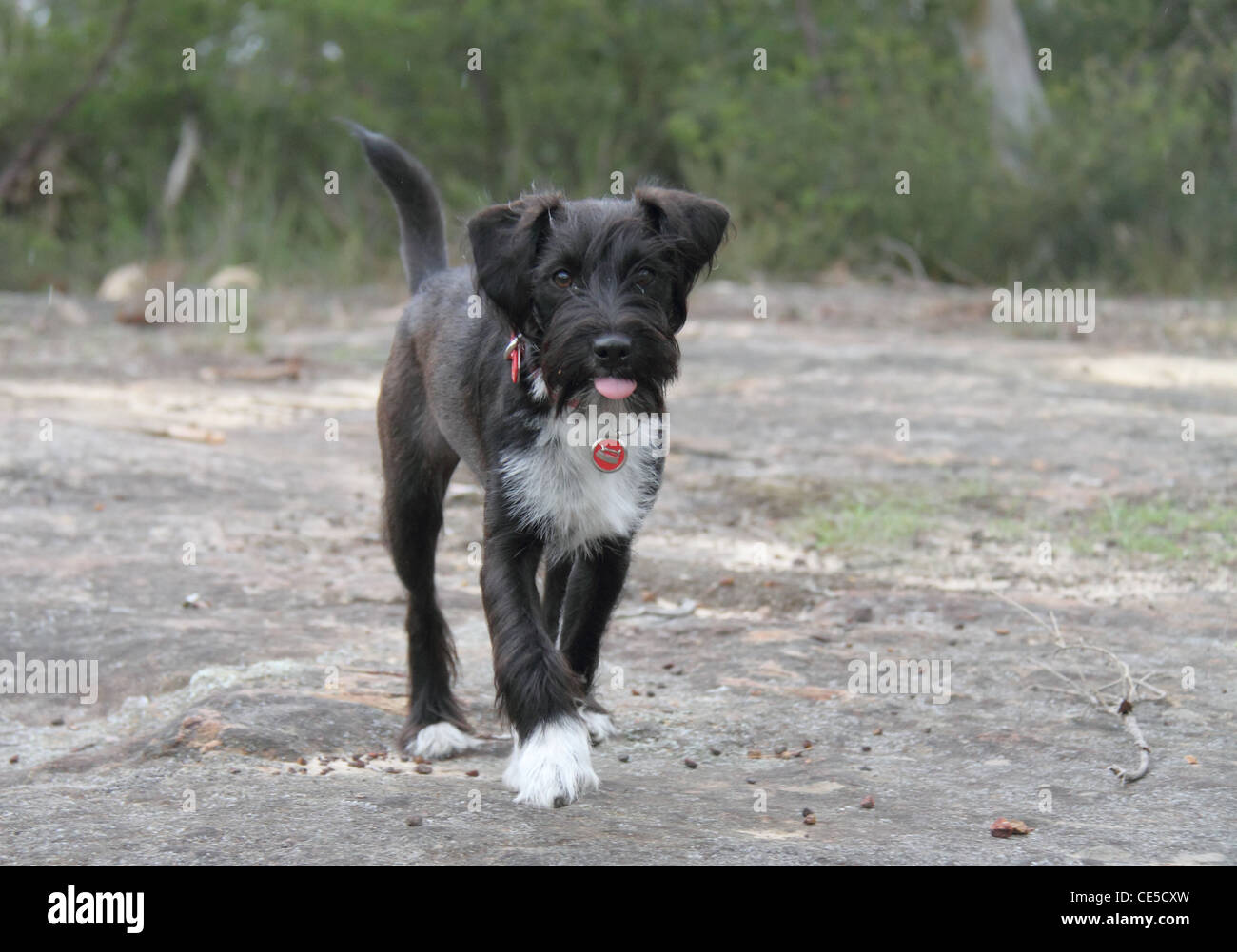 Jack russell cross pudel hund welpen -Fotos und -Bildmaterial in hoher ...