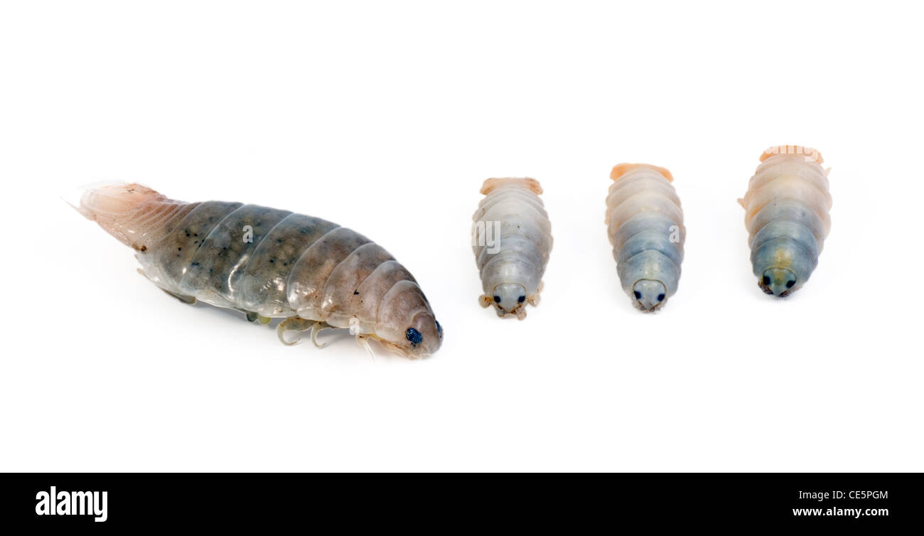Talitrus Saltator (Sandfloh) über weiß Stockfotografie - Alamy