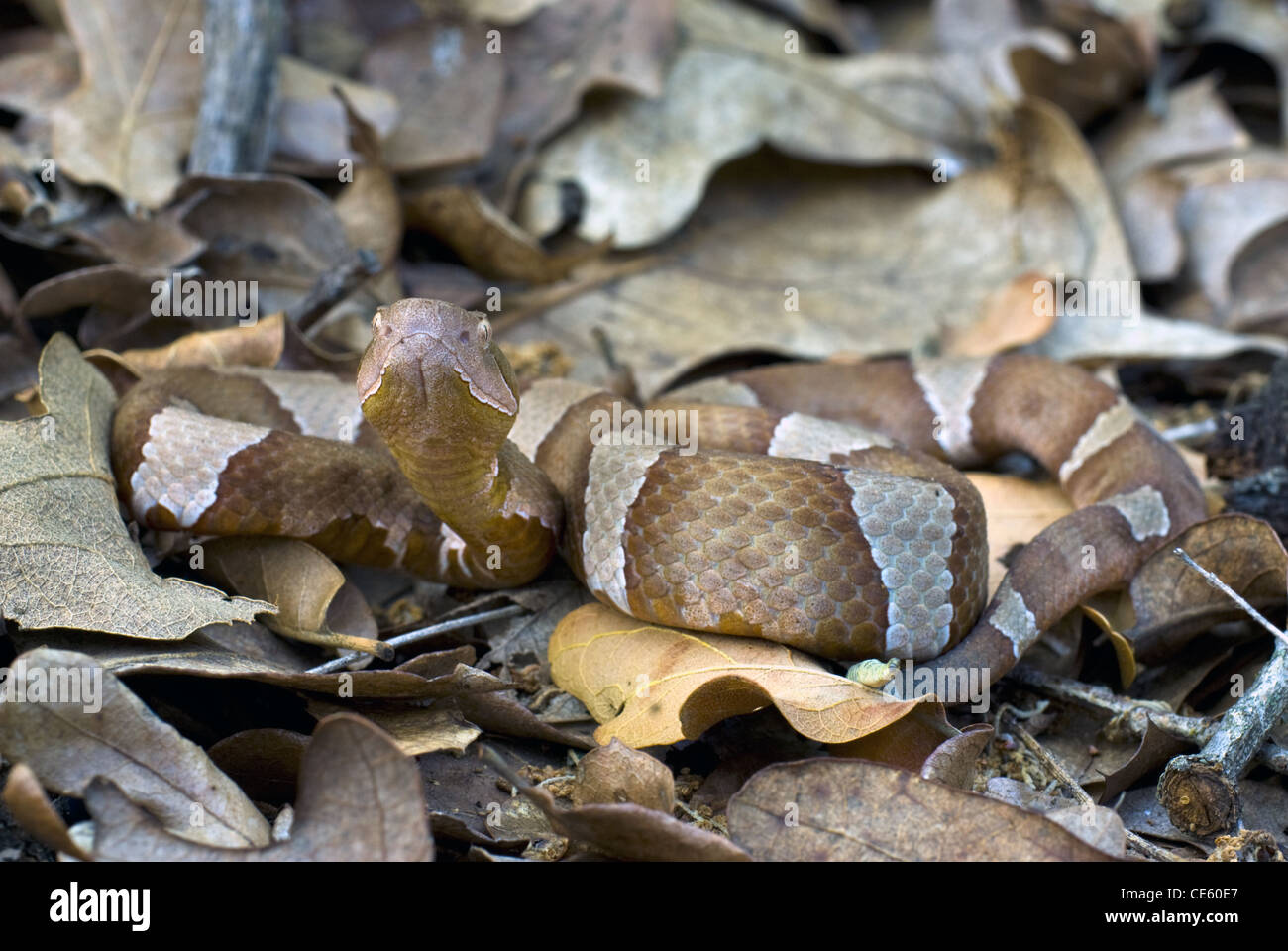 Breit-banded Copperhead (Agkistrodon Contortrix Lacticinctus), LBJ ...