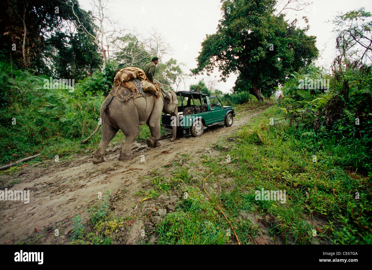 Elefant schiebt auto -Fotos und -Bildmaterial in hoher Auflösung – Alamy