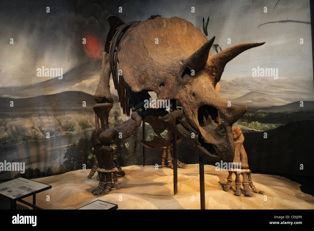 Triceratops knochen -Fotos und -Bildmaterial in hoher Auflösung – Alamy