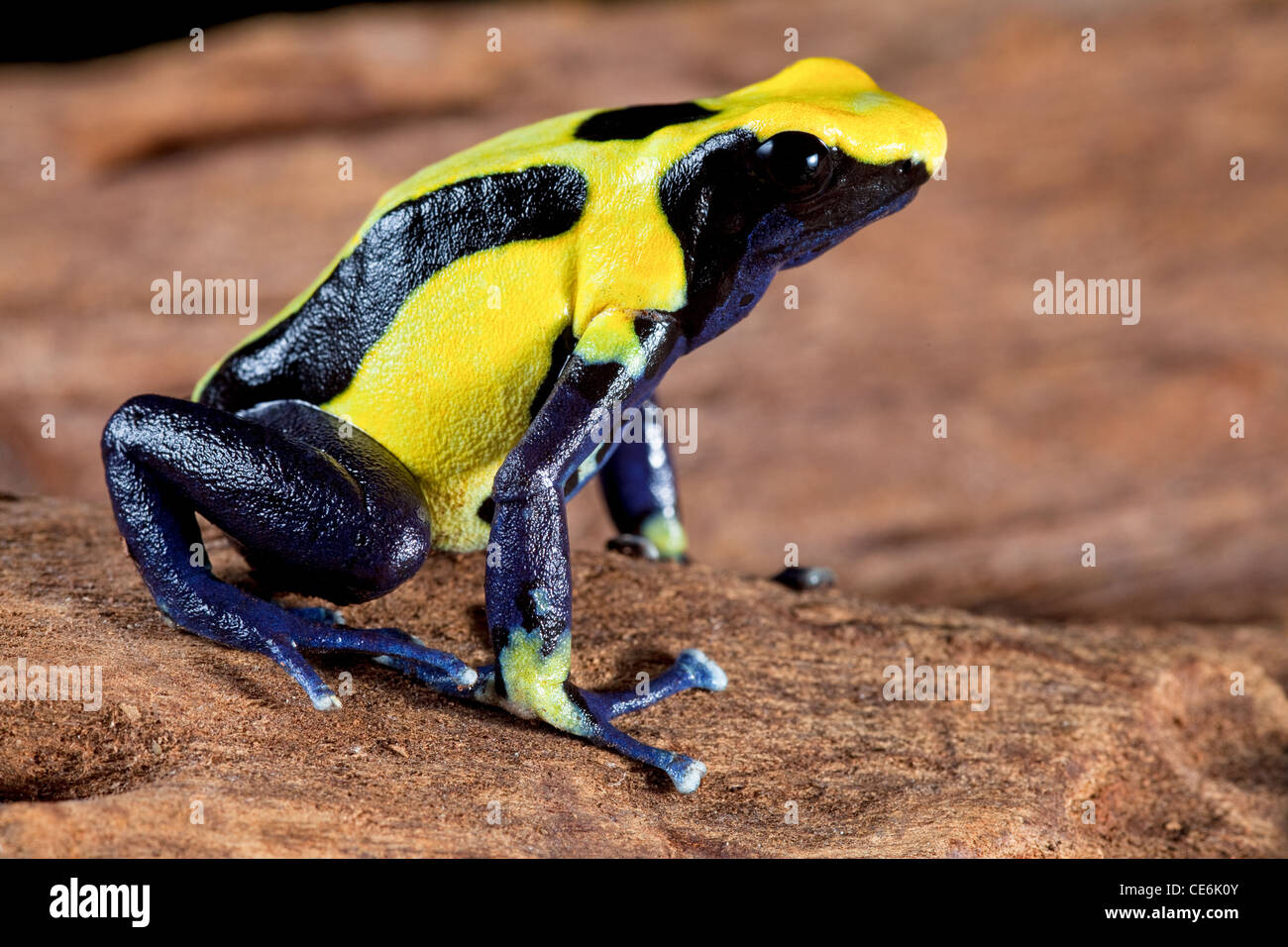 Tropischer Regenwald Pfeilgiftfrosch Pfeilgiftfrosch | Steckbrief