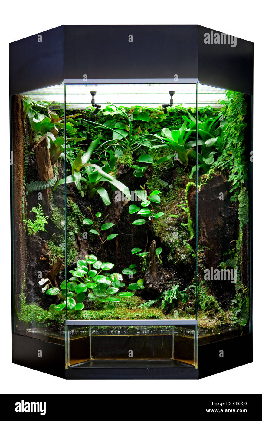 Terrarium für Regenwald Heimtiere wie exotische und tropische Frösche ...