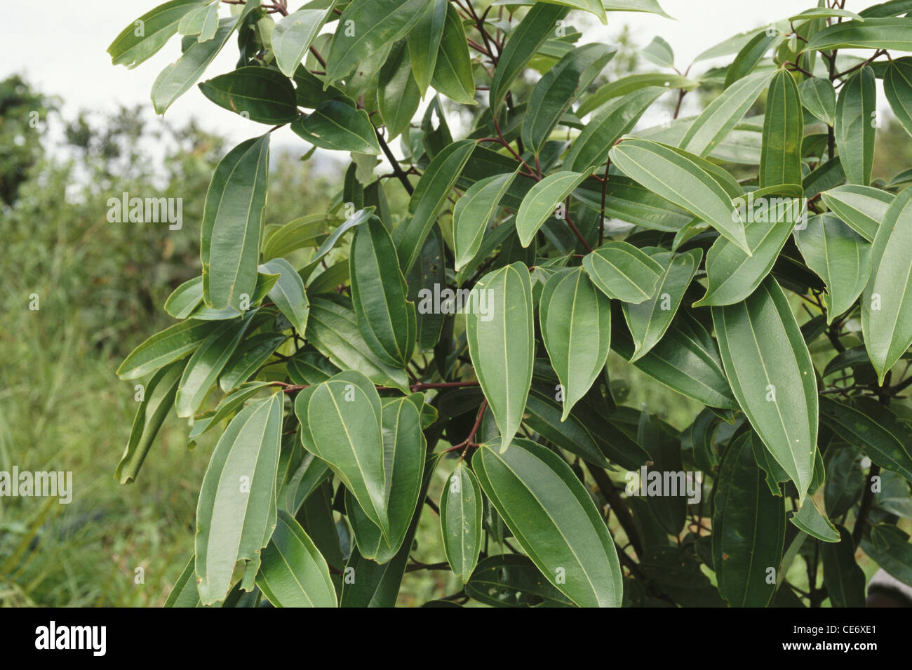 Heilpflanze; echter Zimtbaum; Ceylon-Zimtbaum; Cinnamomum; Cinnamomum ...