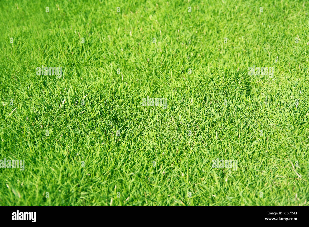 Grasses background -Fotos und -Bildmaterial in hoher Auflösung – Alamy