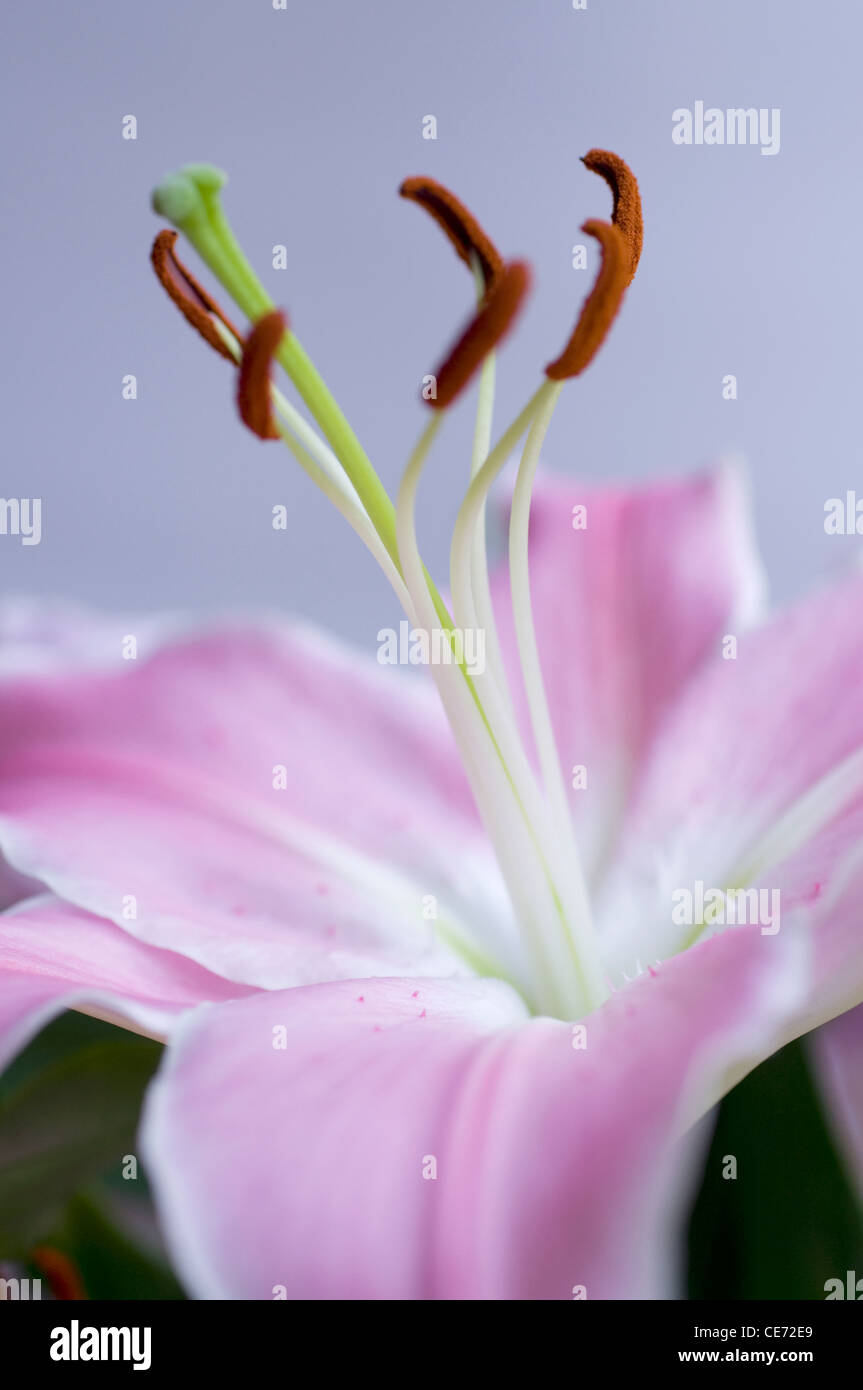 Lilly das rosa -Fotos und -Bildmaterial in hoher Auflösung – Alamy