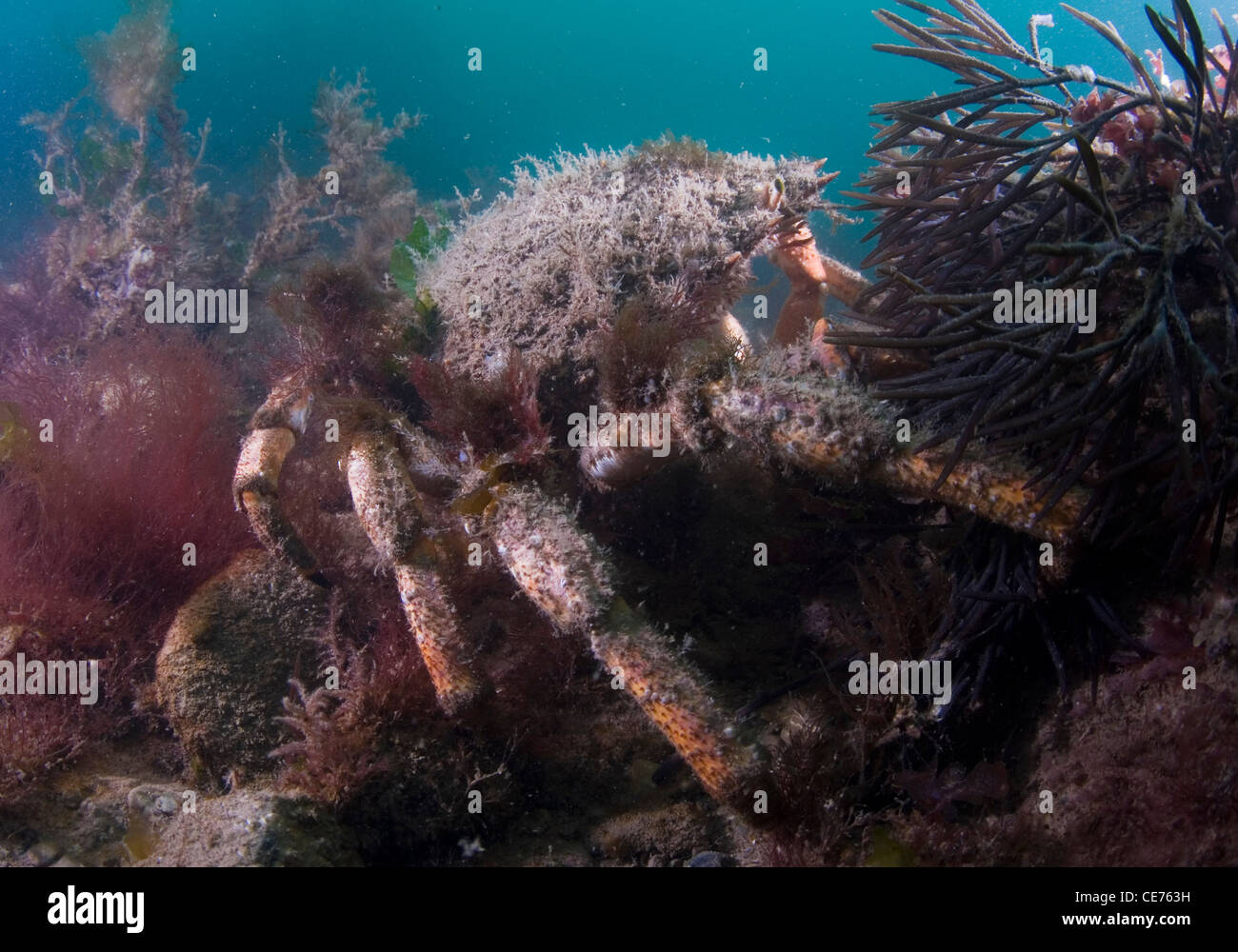 Seespinnen, Maja Squinado, gut getarnt mit großen Mengen von Algen und ...