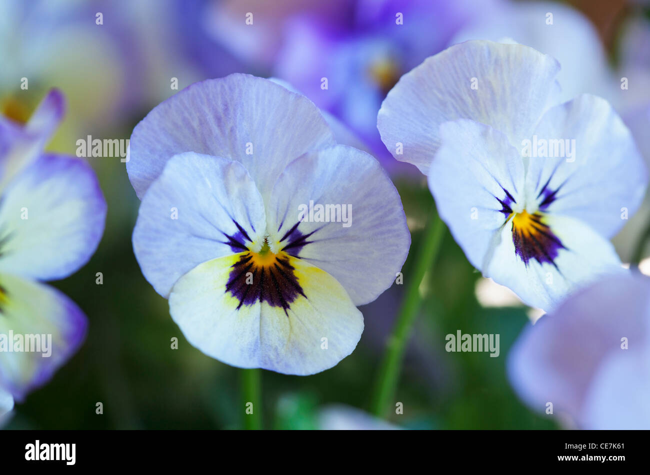 Viola sorbet ocean breeze -Fotos und -Bildmaterial in hoher Auflösung ...
