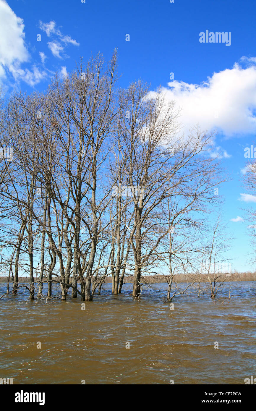 Große eichen -Fotos und -Bildmaterial in hoher Auflösung – Alamy