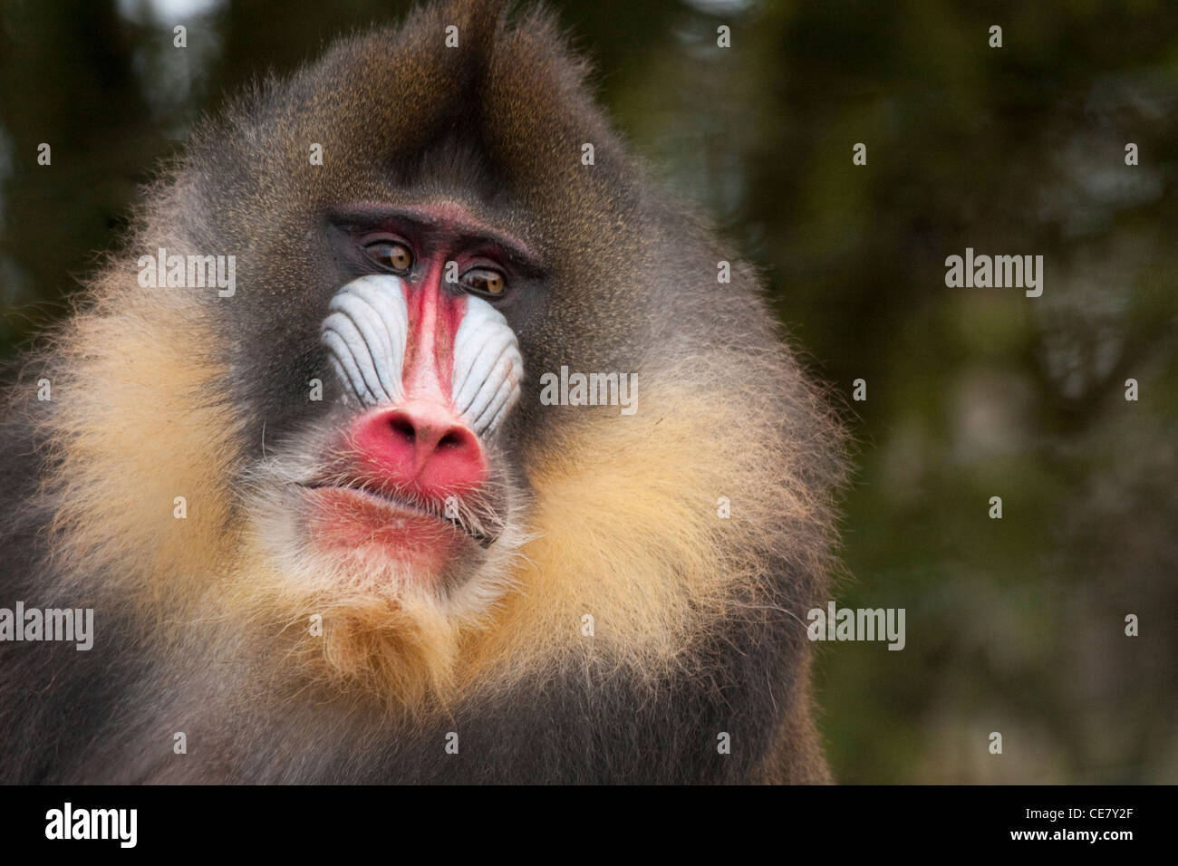 Mandrillus sphinx -Fotos und -Bildmaterial in hoher Auflösung – Alamy