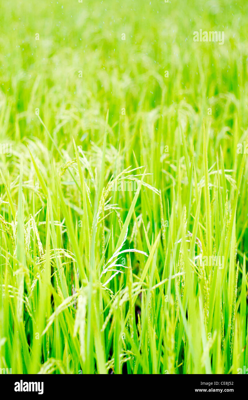 Reisfeld makro -Fotos und -Bildmaterial in hoher Auflösung – Alamy