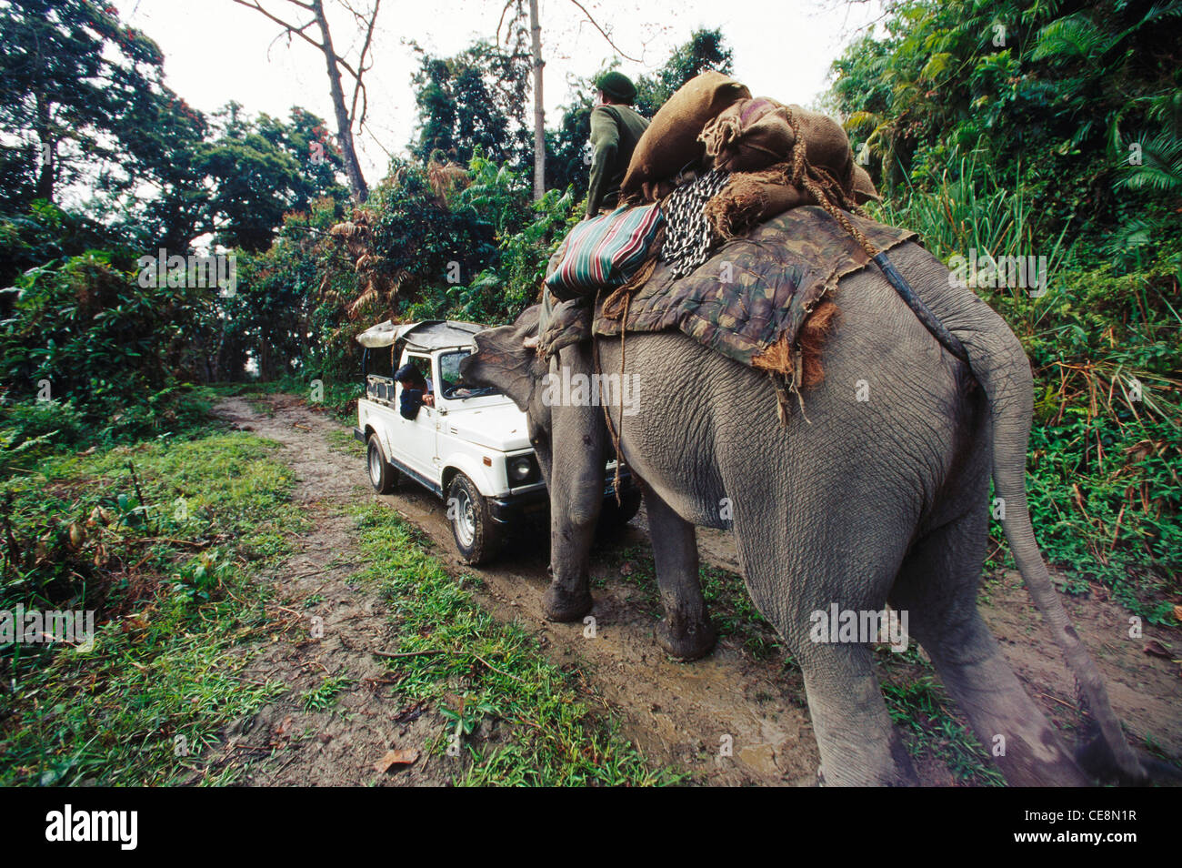 Elefant schiebt auto -Fotos und -Bildmaterial in hoher Auflösung – Alamy