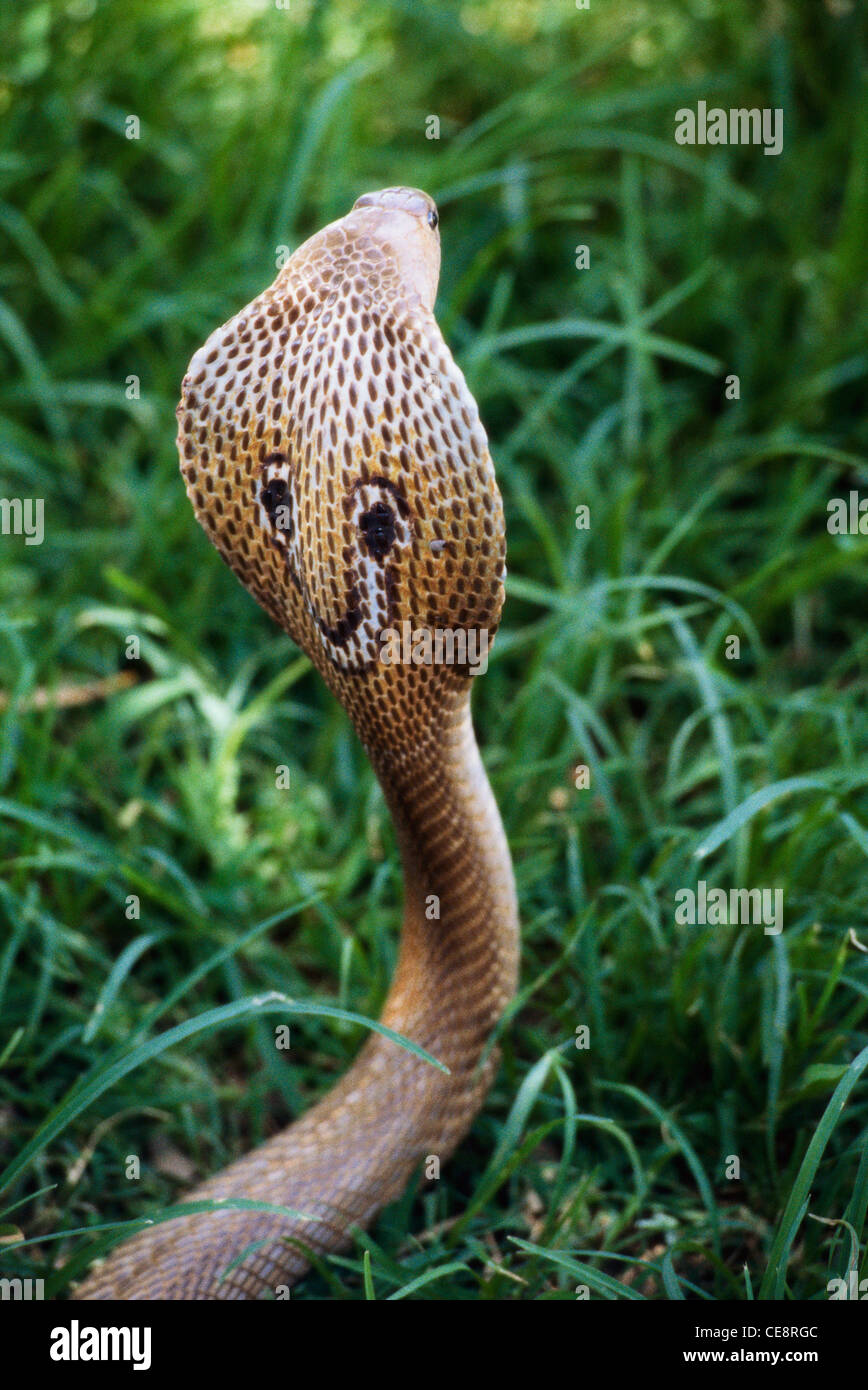 King Cobra mit Haube öffnen; Naga panchami Festival der Schlange; Nag ...
