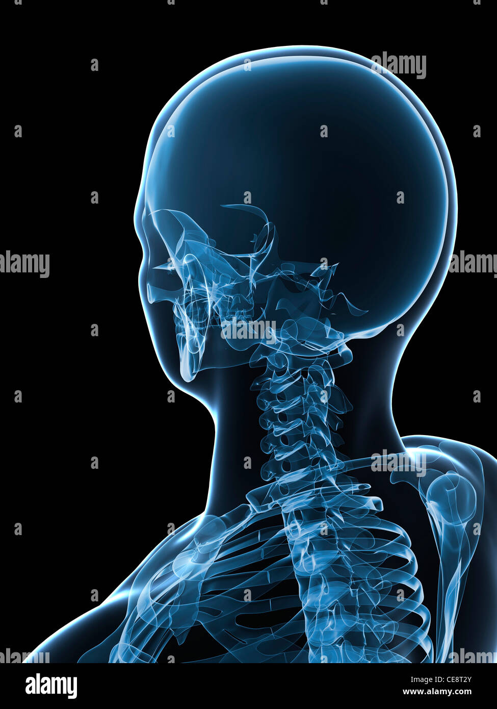 Anatomie kopf hals wissenschaften -Fotos und -Bildmaterial in hoher ...
