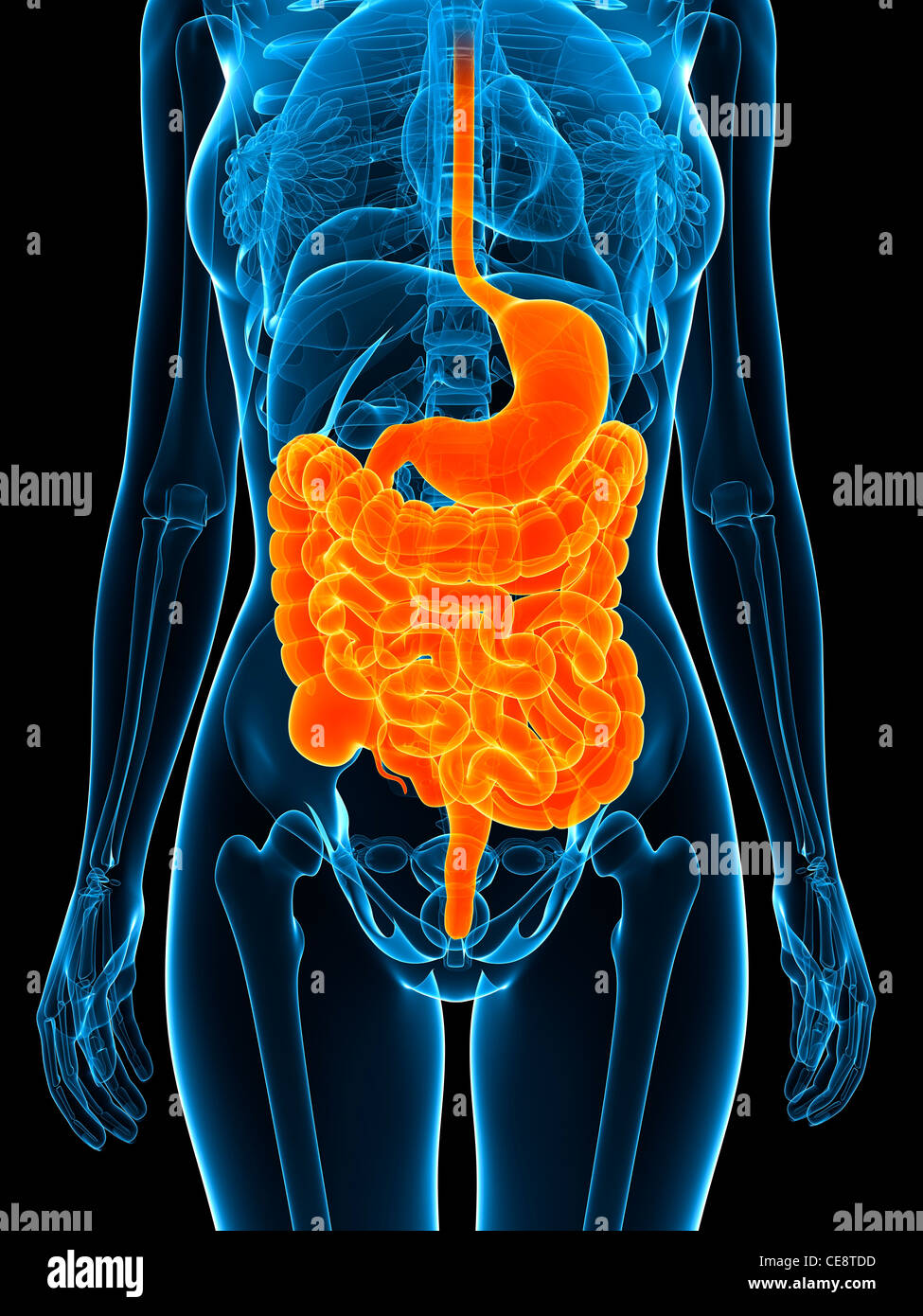 Digestive System Drawing Stockfotos & Digestive System Drawing Bilder ...