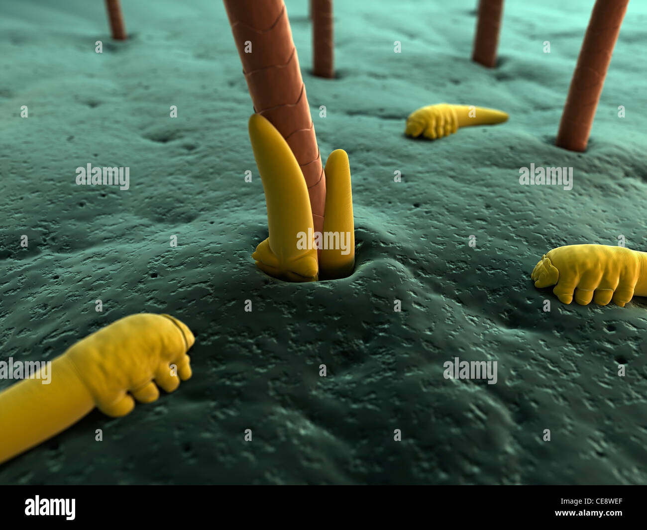 Wimpern-Milben (Demodex SP.), Computer-Artwork Stockfotografie - Alamy