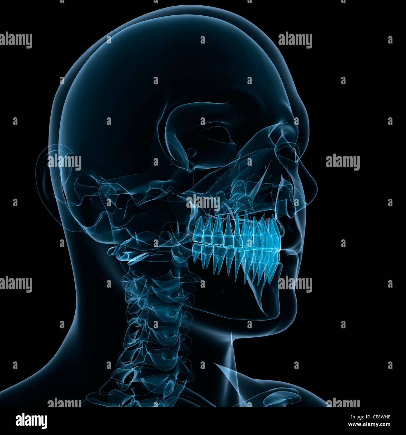 Anatomie kopf hals wissenschaften -Fotos und -Bildmaterial in hoher ...