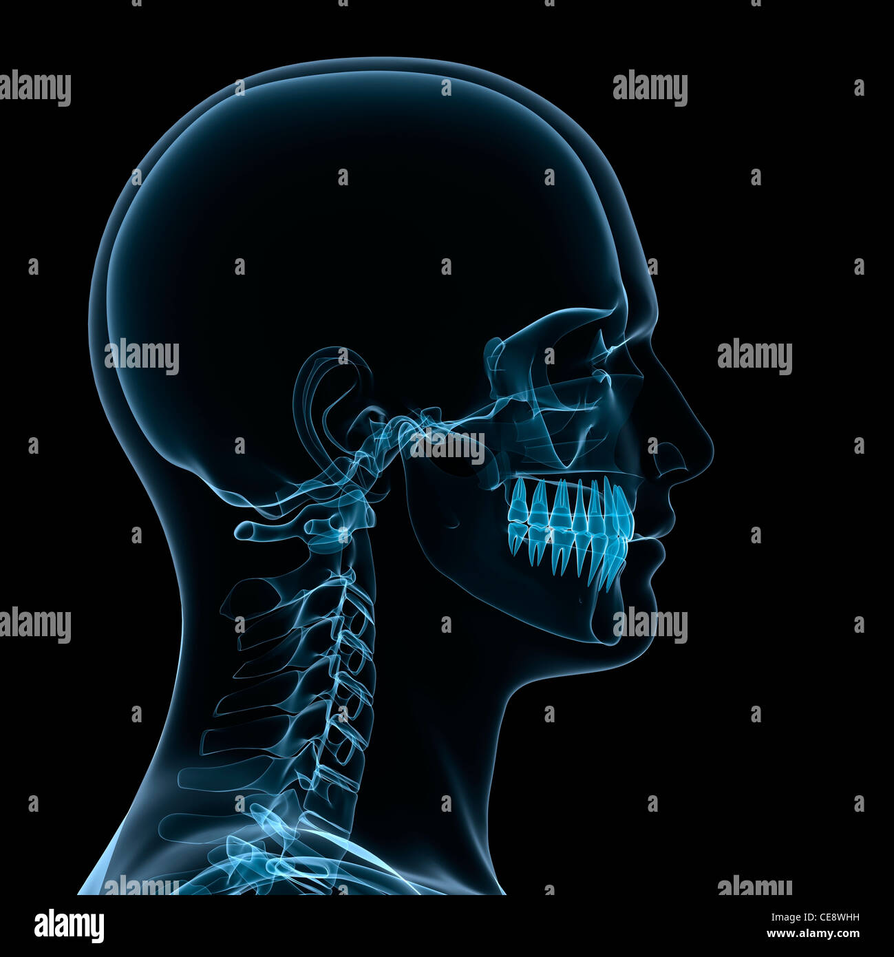 Anatomie kopf hals wissenschaften -Fotos und -Bildmaterial in hoher ...