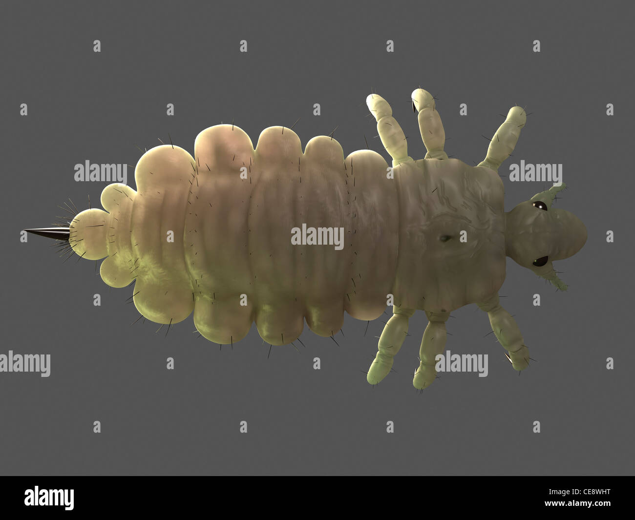 Louse Drawing Stockfotos und -bilder Kaufen - Alamy