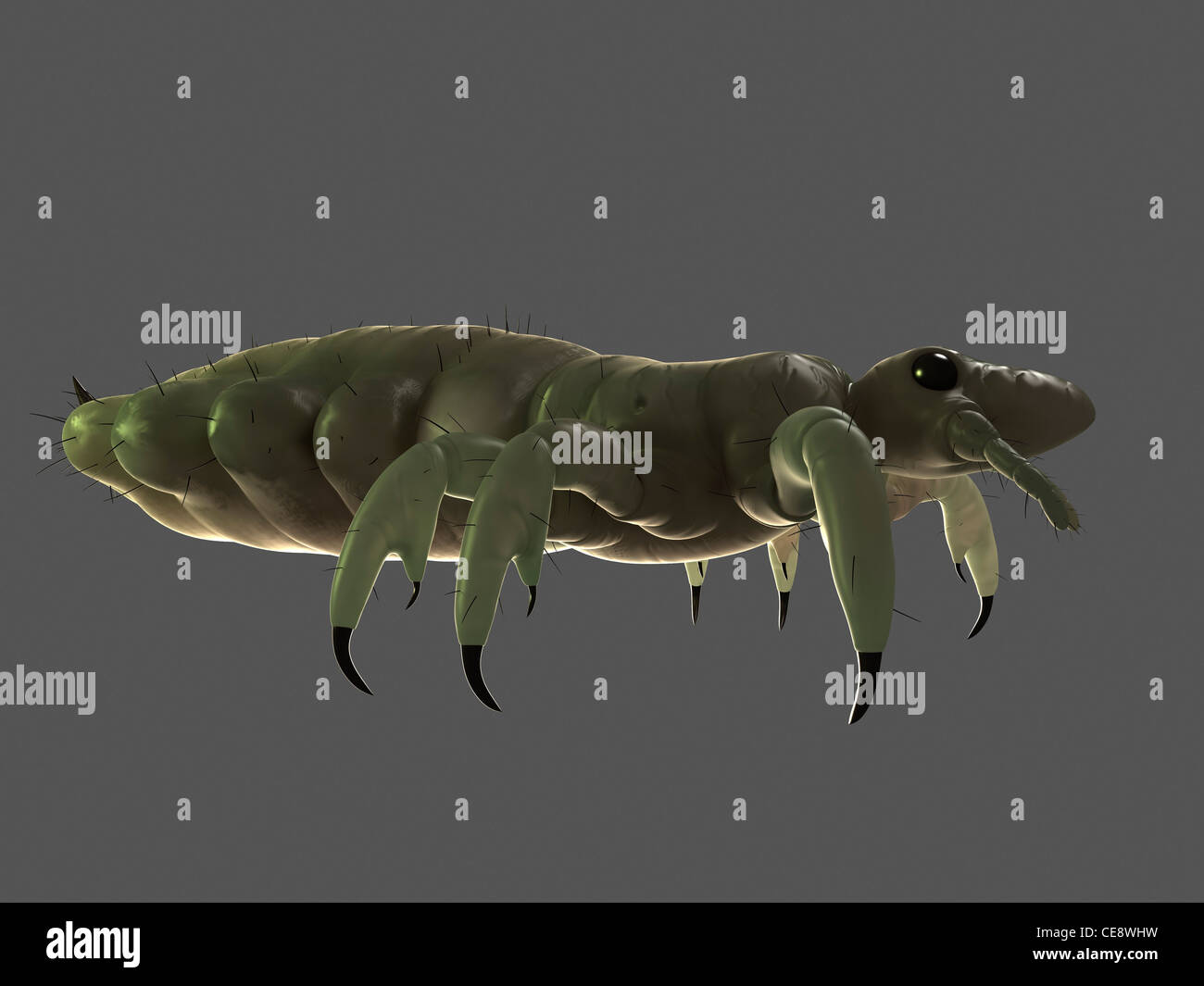 Louse drawing -Fotos und -Bildmaterial in hoher Auflösung – Alamy
