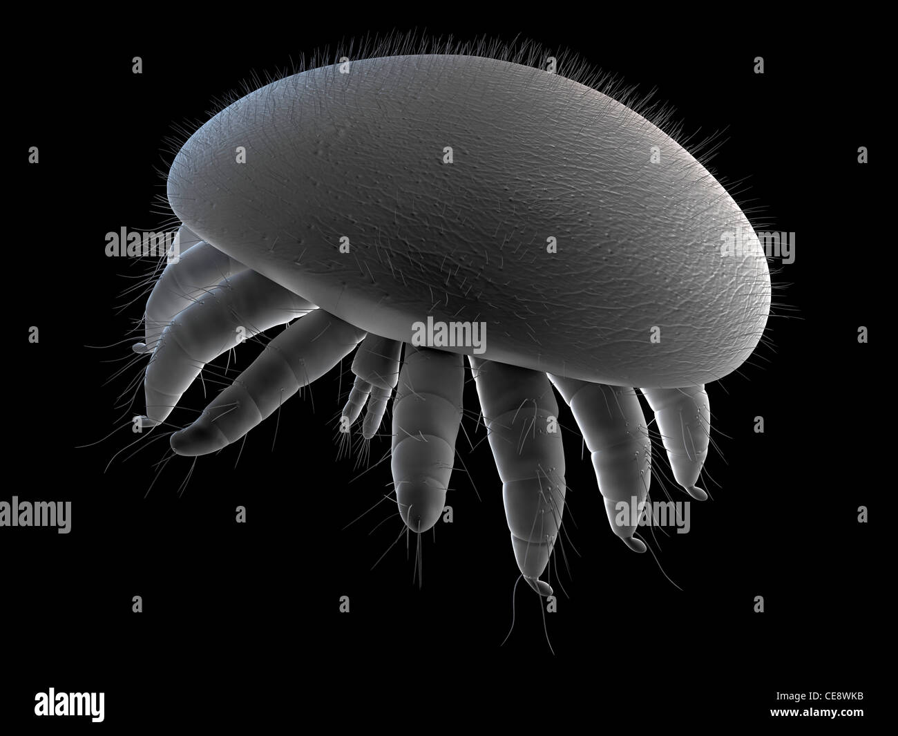 Varroa Destructor Varroa Milbe Stockfotos und -bilder Kaufen - Alamy