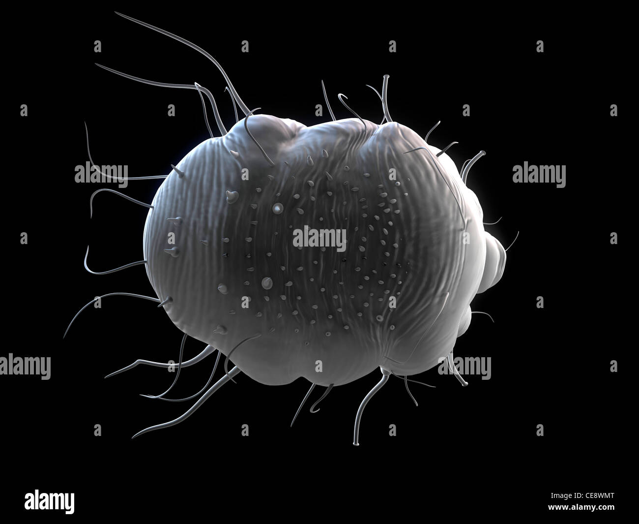 Scabies Mite Stockfotos und -bilder Kaufen - Alamy
