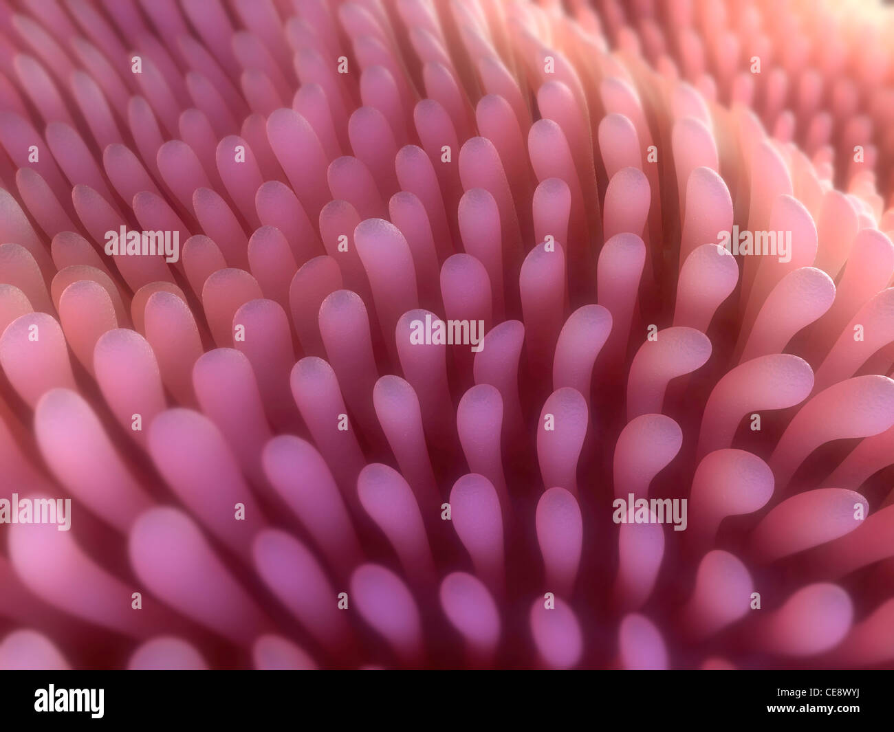 Intestinal Villi Stockfotos und -bilder Kaufen - Alamy