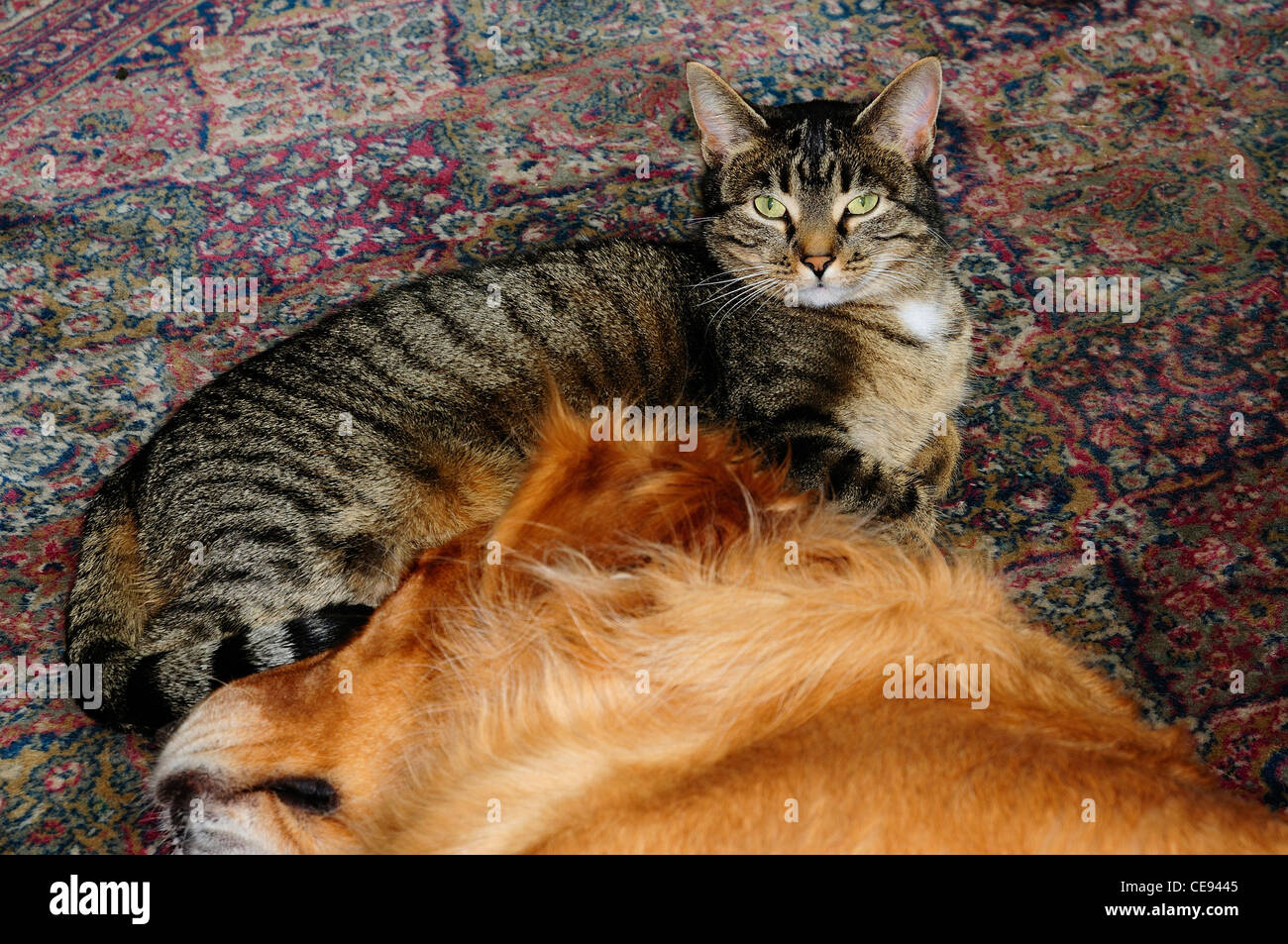 Tabby Katze legen neben ihrer Freundin Golden Retriever. 'Minni C und ...