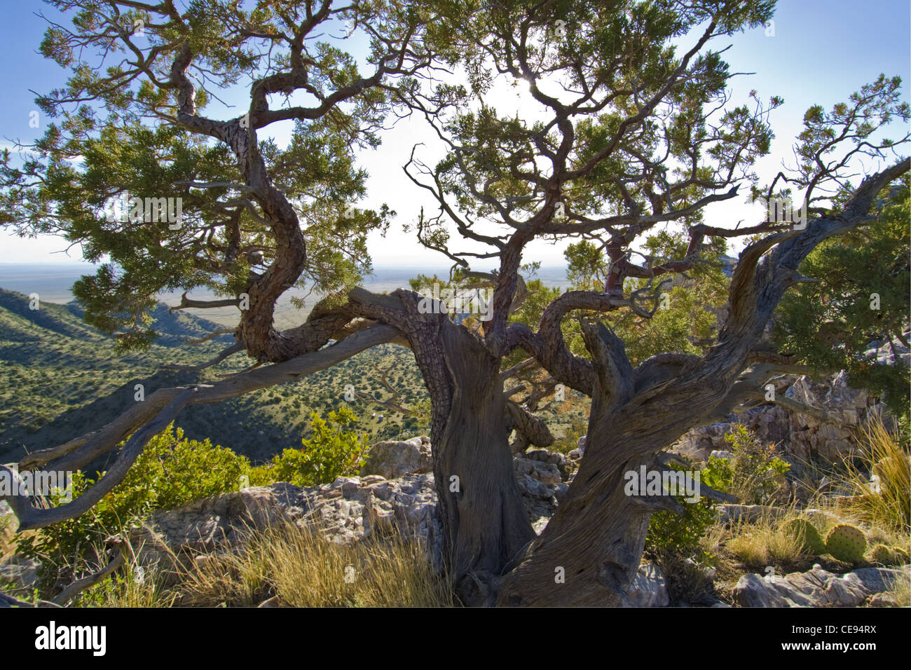Alligator bark juniper -Fotos und -Bildmaterial in hoher Auflösung – Alamy