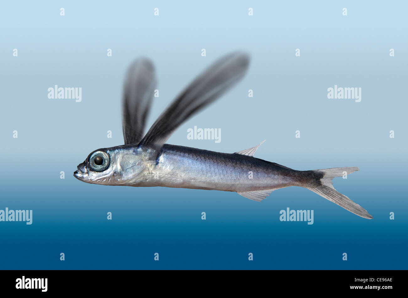 Fisch fisch fisch -Fotos und -Bildmaterial in hoher Auflösung – Alamy