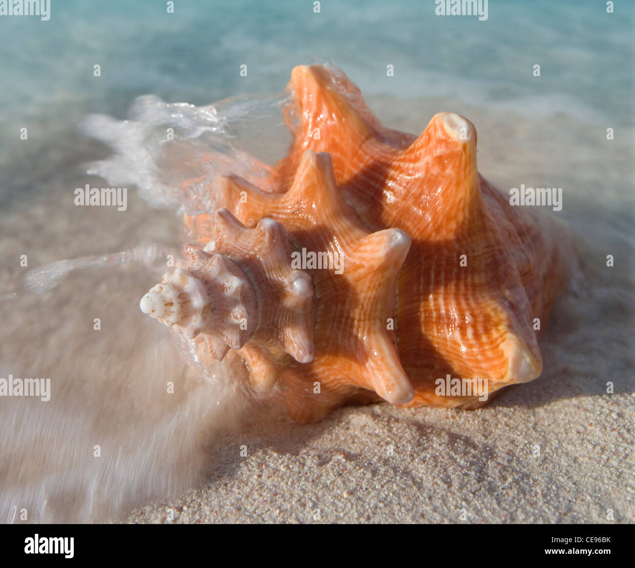 Shell Mollusks Stockfotos und -bilder Kaufen - Alamy