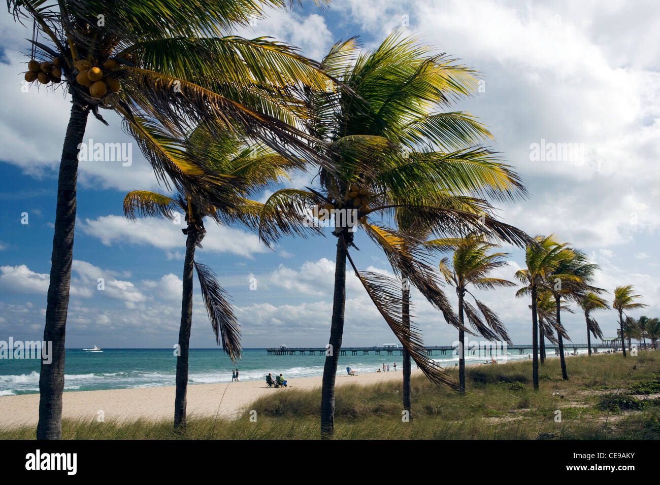 Strand von palm coast, florida -Fotos und -Bildmaterial in hoher ...