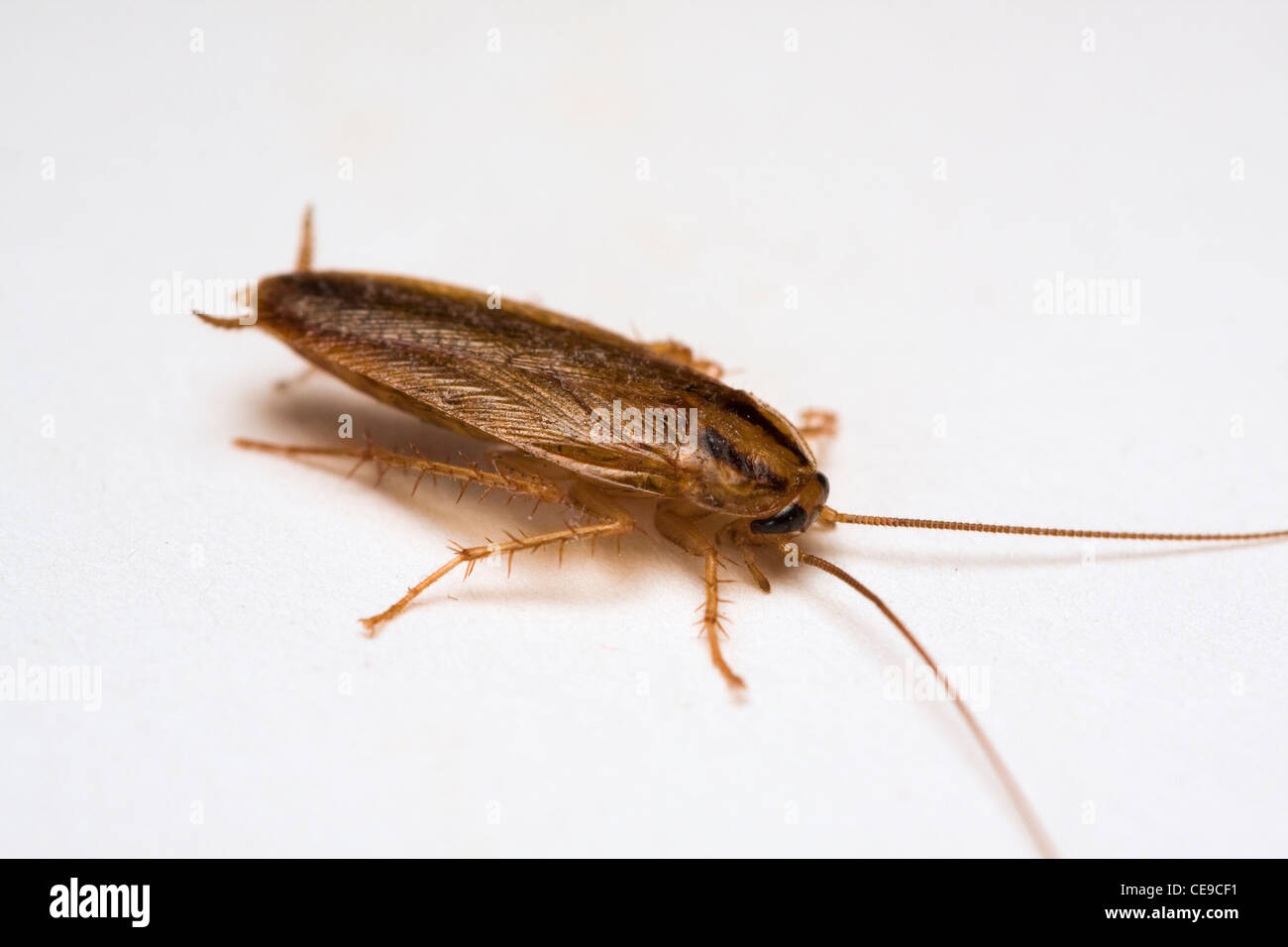Erwachsene schabe -Fotos und -Bildmaterial in hoher Auflösung – Alamy