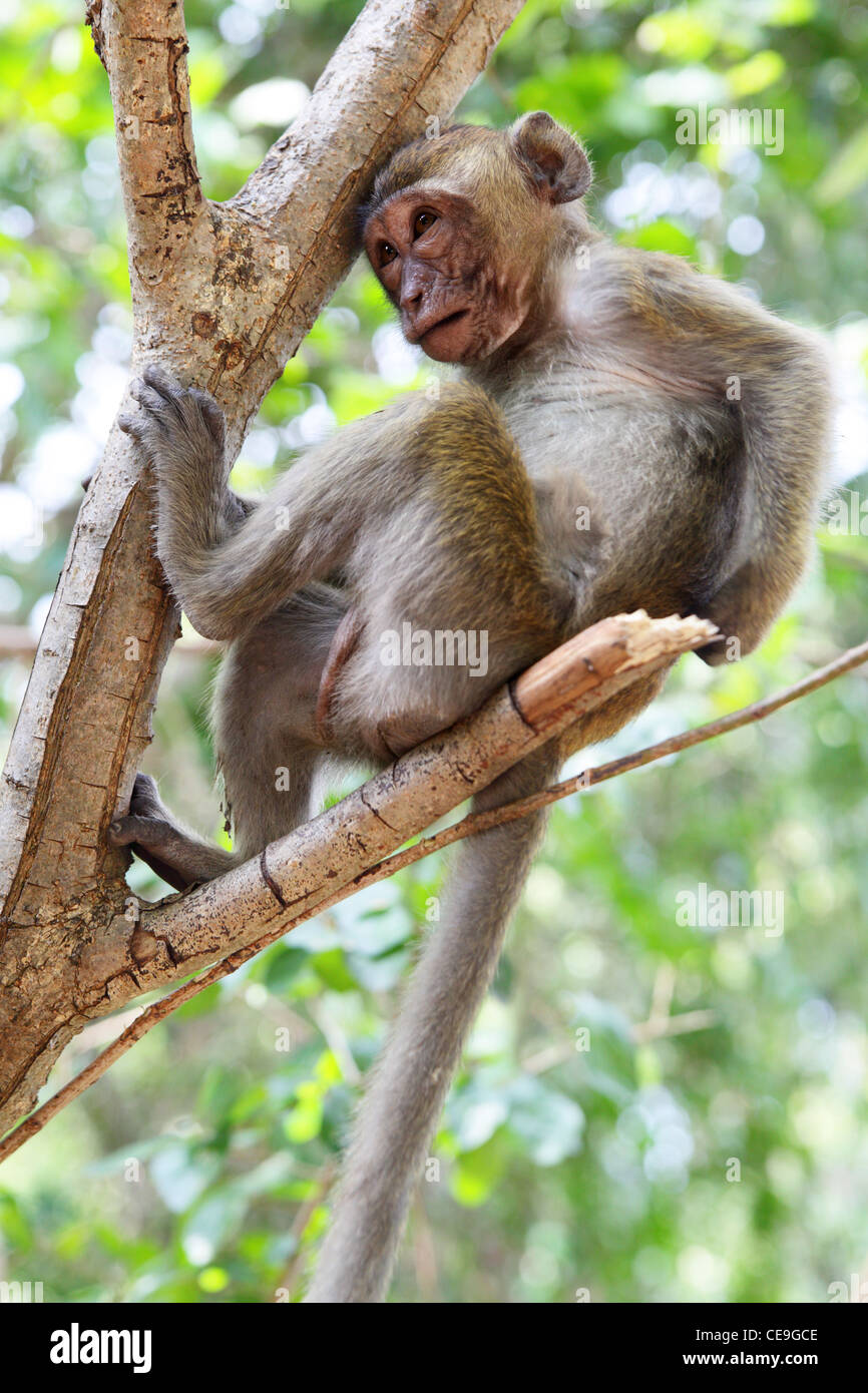 Rhesus affe -Fotos und -Bildmaterial in hoher Auflösung – Alamy