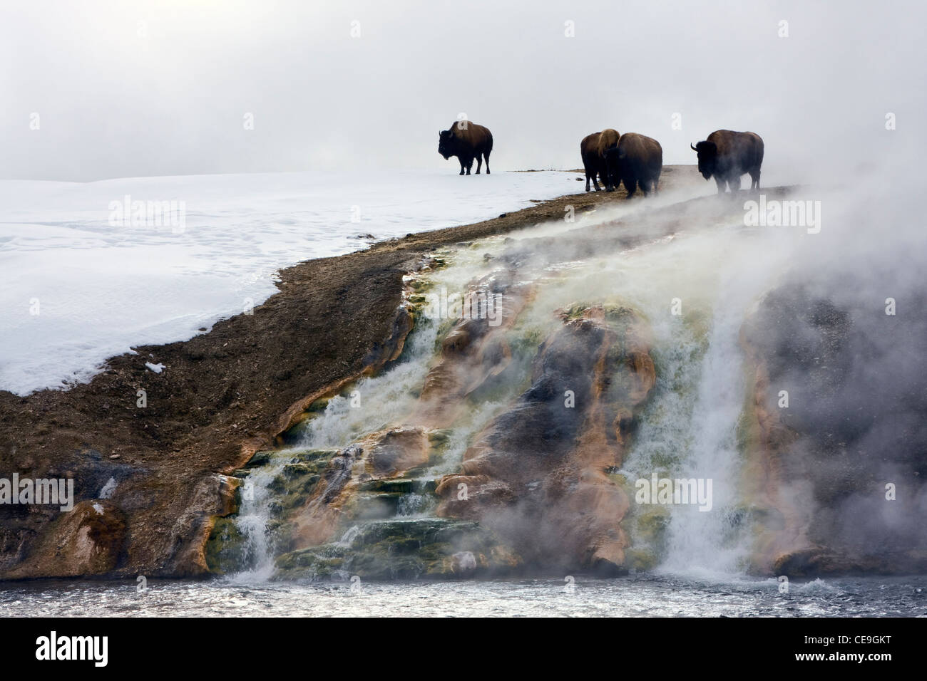Grand prismatic spring bison -Fotos und -Bildmaterial in hoher ...