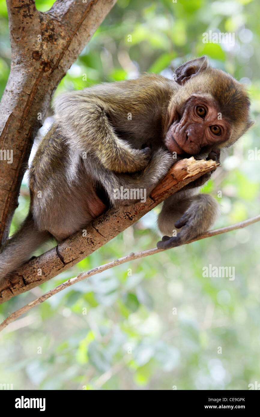 Rhesus affe -Fotos und -Bildmaterial in hoher Auflösung – Alamy