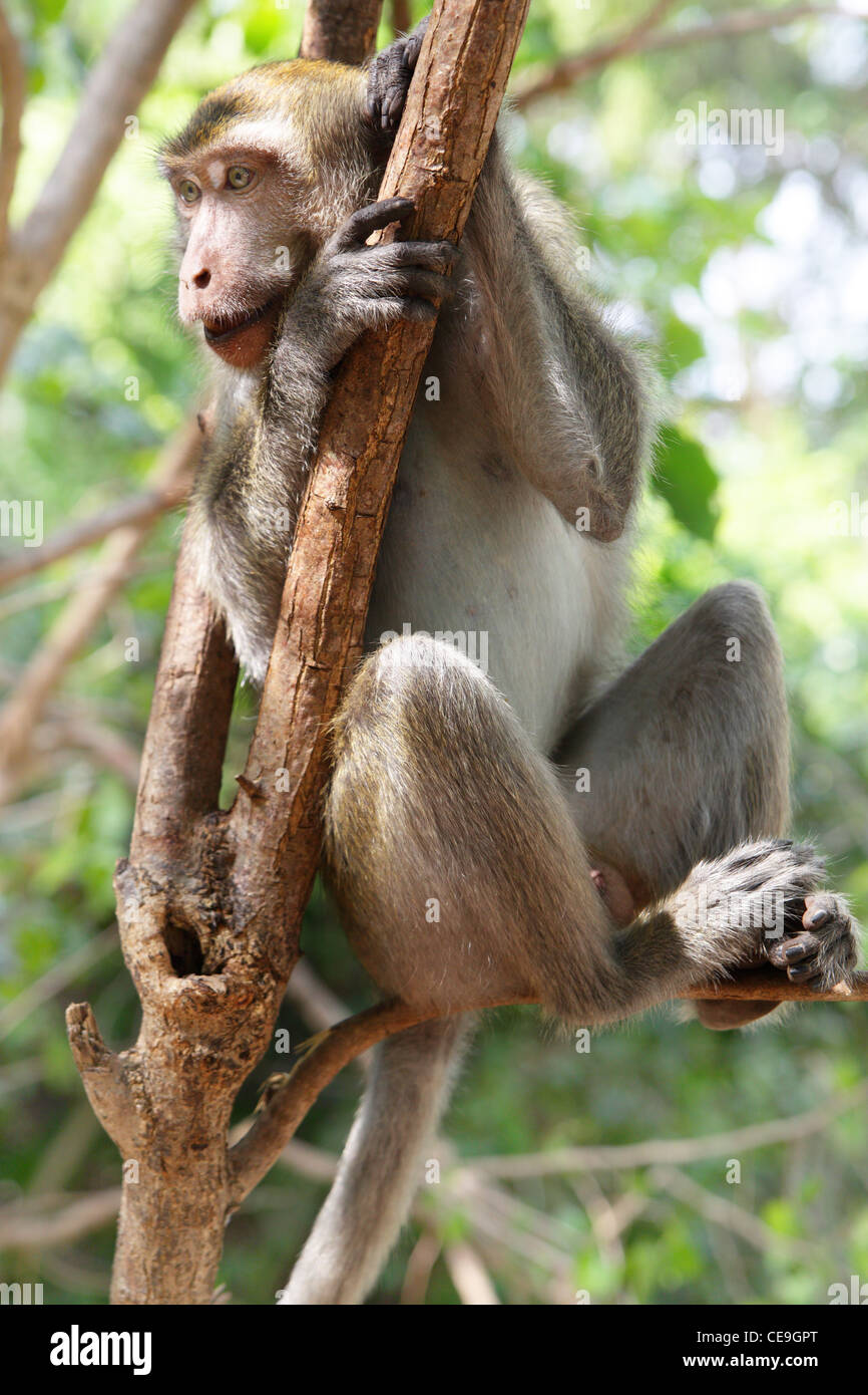 Rhesus affe -Fotos und -Bildmaterial in hoher Auflösung – Alamy