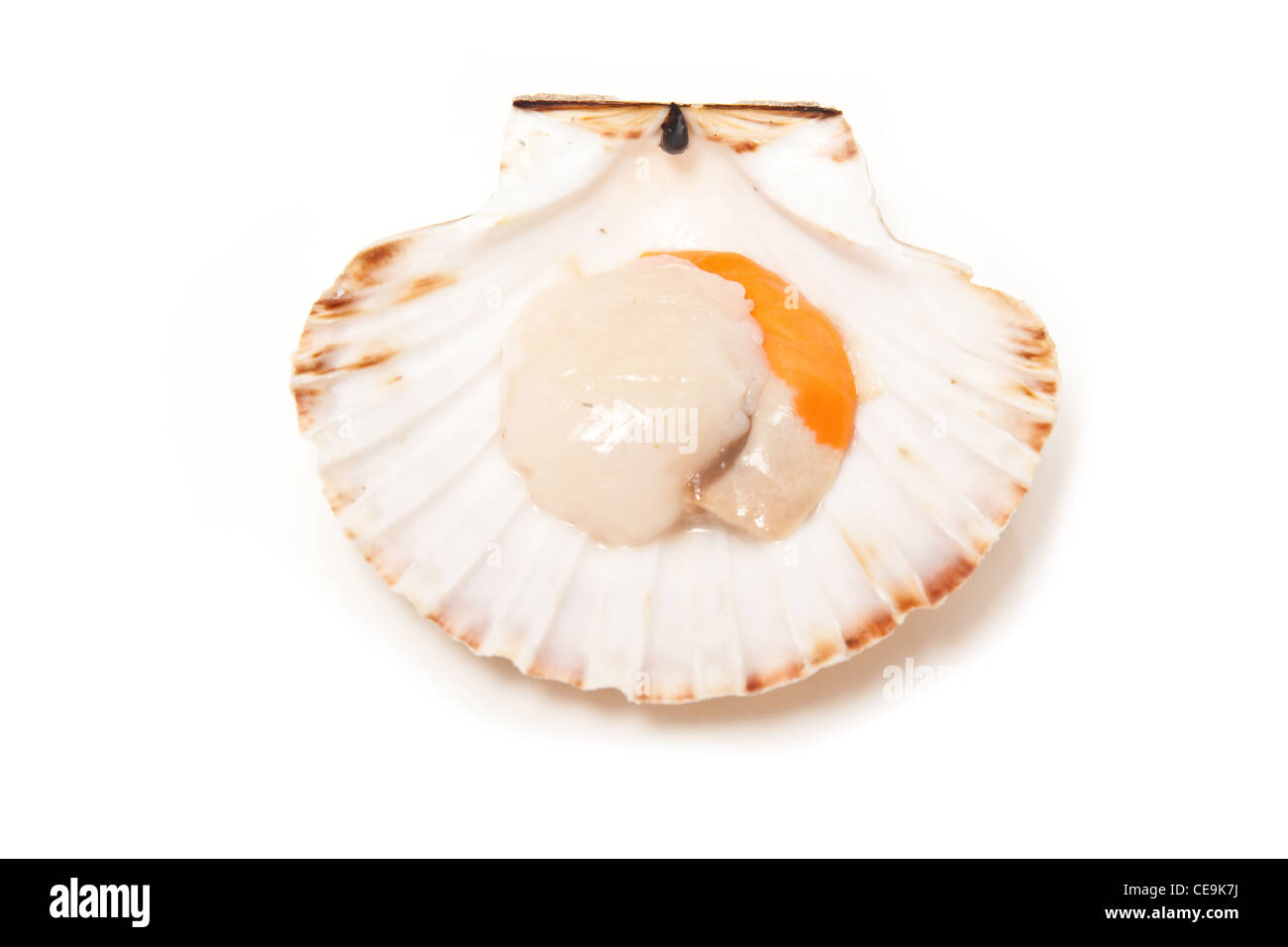 Große Jakobsmuschel (Pecten Jacobaeus) Roh in fächerförmigen Schale ...