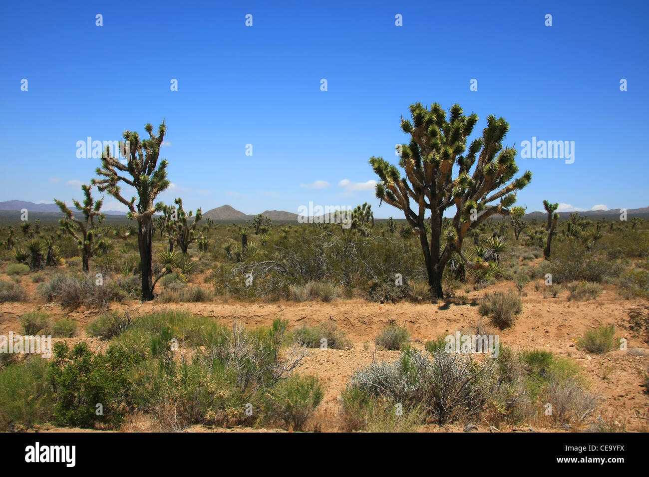 Arizona joshua tree forest -Fotos und -Bildmaterial in hoher Auflösung ...