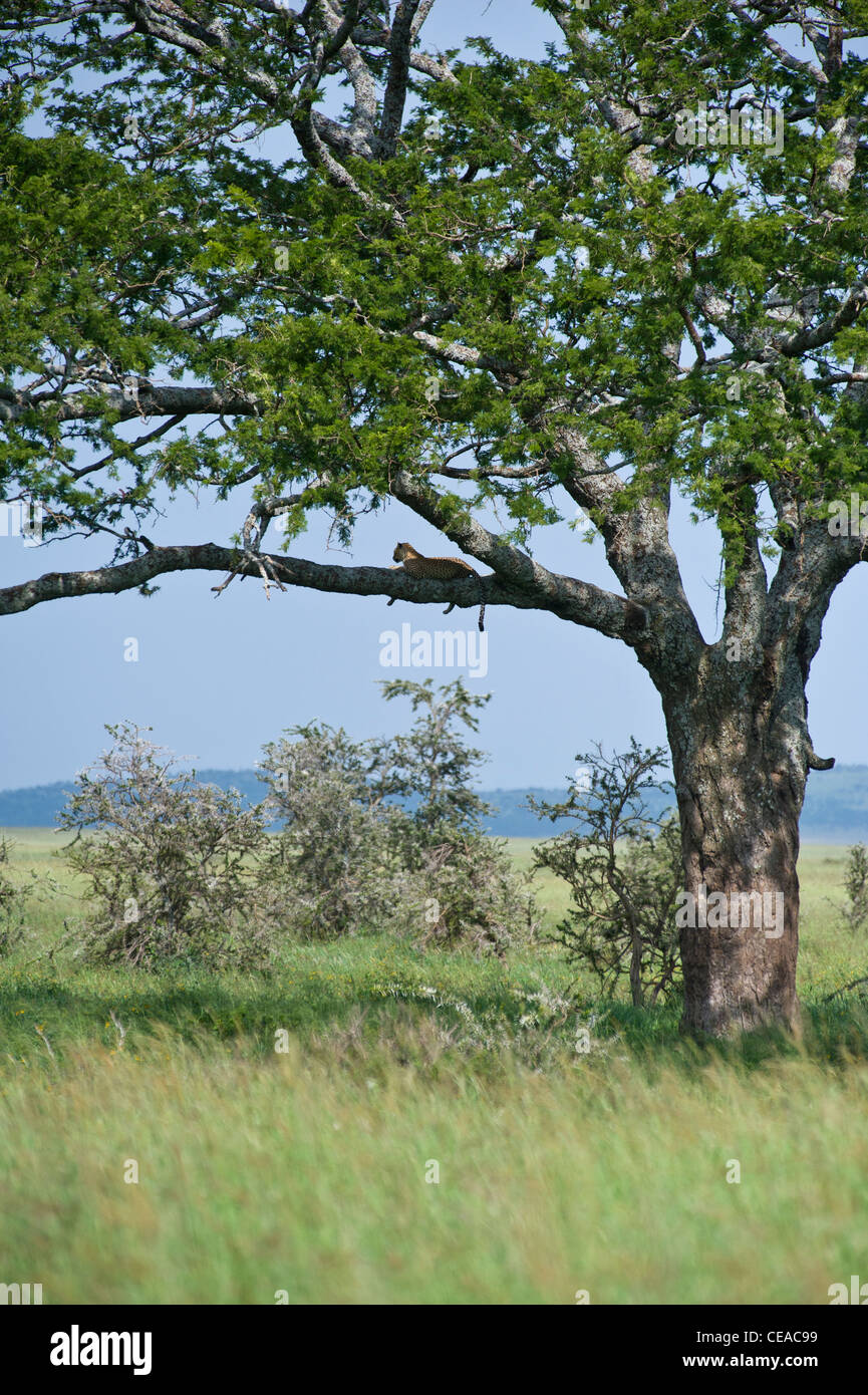 Leopard beute im baum -Fotos und -Bildmaterial in hoher Auflösung – Alamy