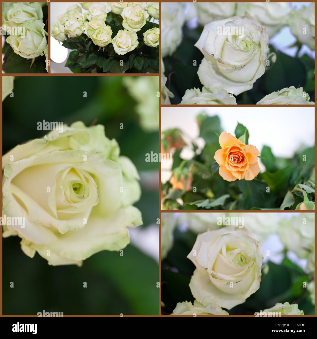 Collage blume -Fotos und -Bildmaterial in hoher Auflösung – Alamy
