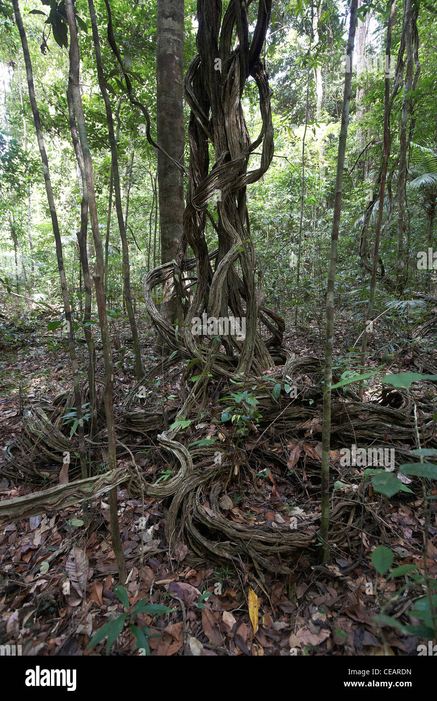 Liana Forest Amazon Stockfotos und -bilder Kaufen - Alamy