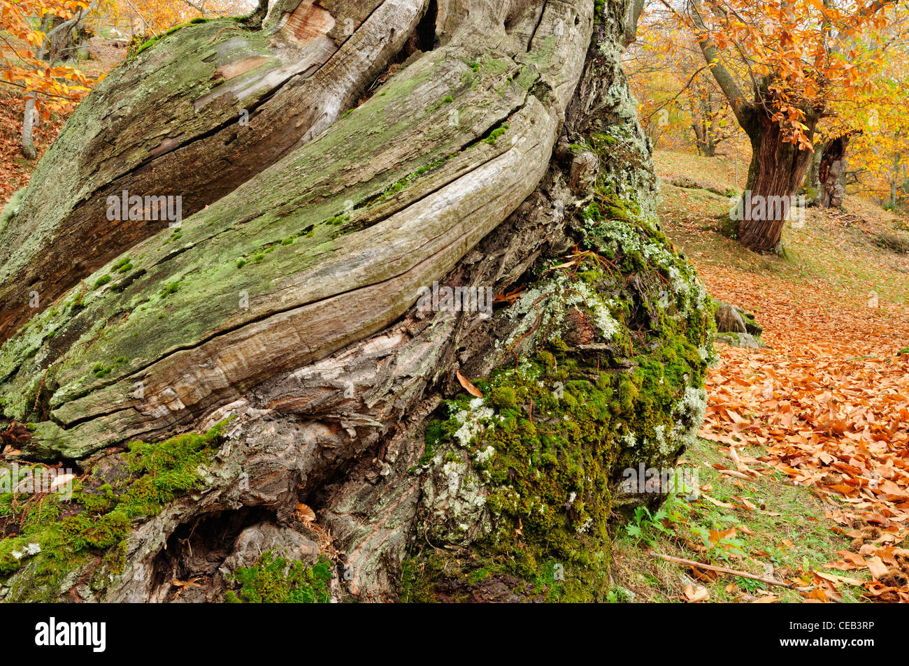 Stamm der Edelkastanie (Castanea Sativa Stockfotografie - Alamy