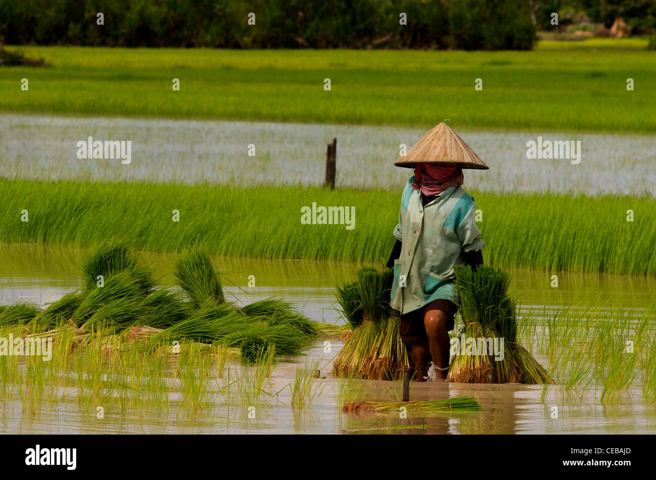 Khmer tragen krama -Fotos und -Bildmaterial in hoher Auflösung – Alamy