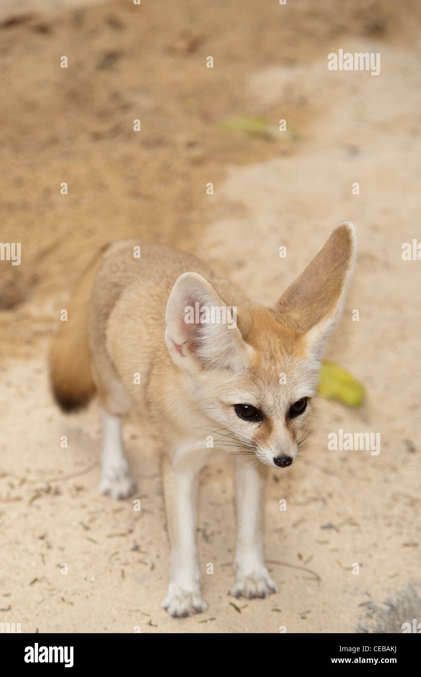 Fennec Fuchs Vulpes zerda Stockfotografie - Alamy