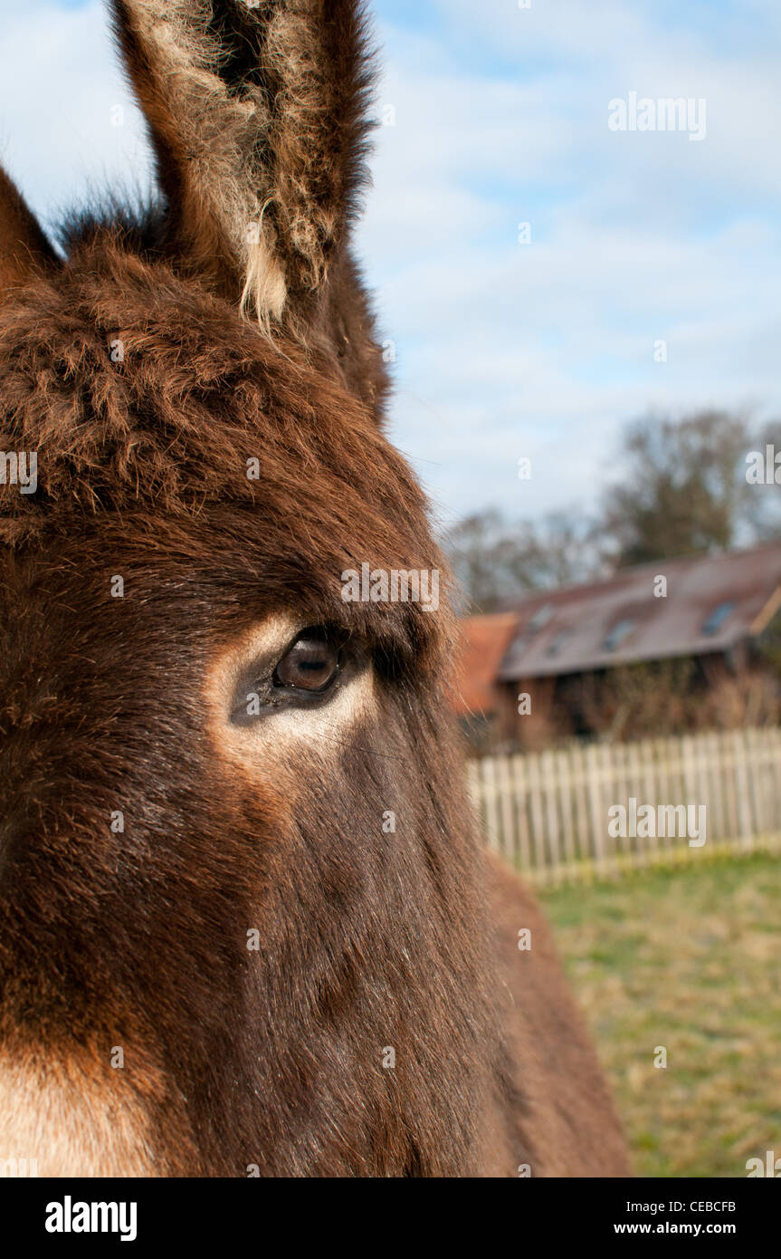 Esel kopf -Fotos und -Bildmaterial in hoher Auflösung – Alamy