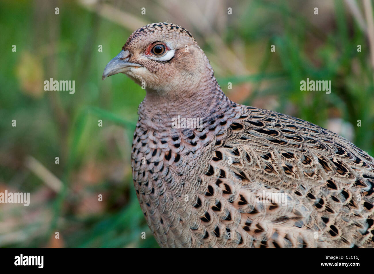 Fasan weibliche henne Stockfotos und -bilder Kaufen - Alamy