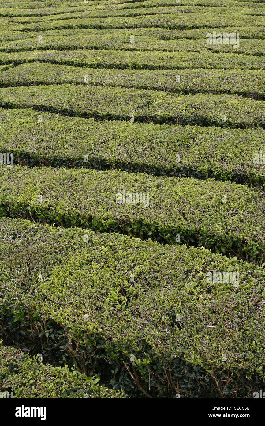 Teeplantage von gorreana -Fotos und -Bildmaterial in hoher Auflösung ...