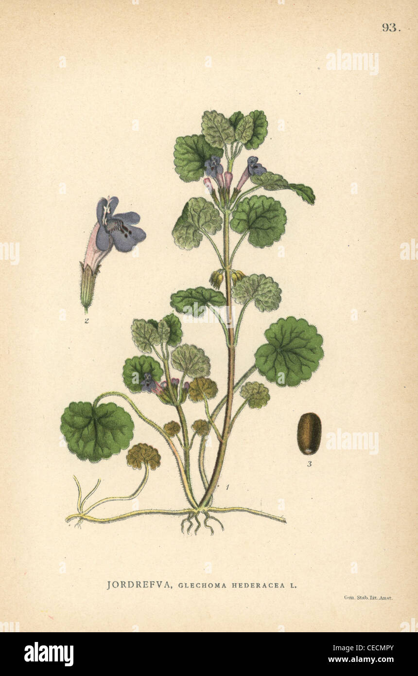 Glechoma hederacea botanische illustration -Fotos und -Bildmaterial in ...