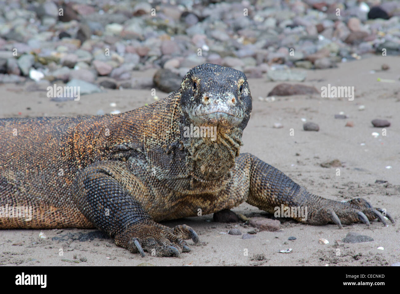 Komodowaran Gift 319 Dragon Gift Stock Photos, High Res Pictures, And